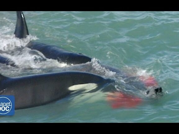 Ataques de orcas a humanos en la playa en 2026